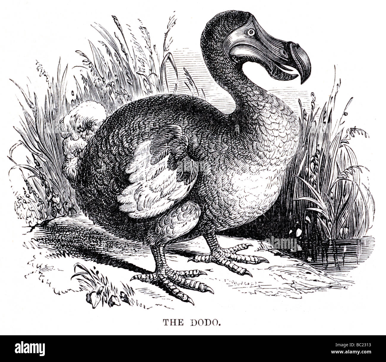 Dodo Bird Raphus Cucullatus Extinct Stockfotos und -bilder Kaufen - Alamy