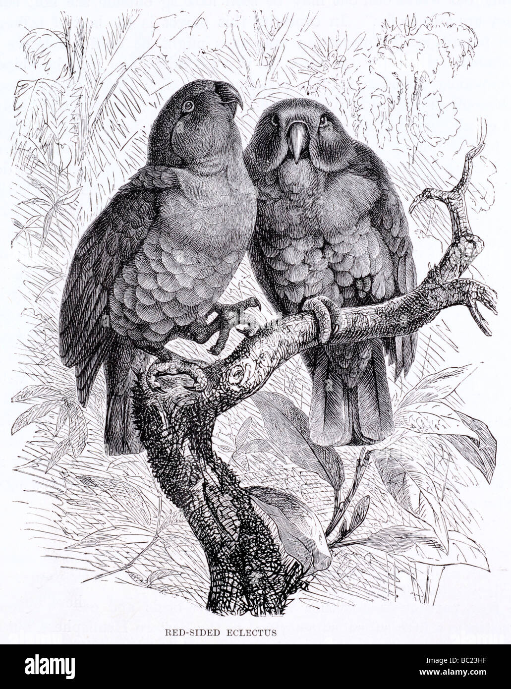 Red sided eclectus parrot -Fotos und -Bildmaterial in hoher Auflösung ...