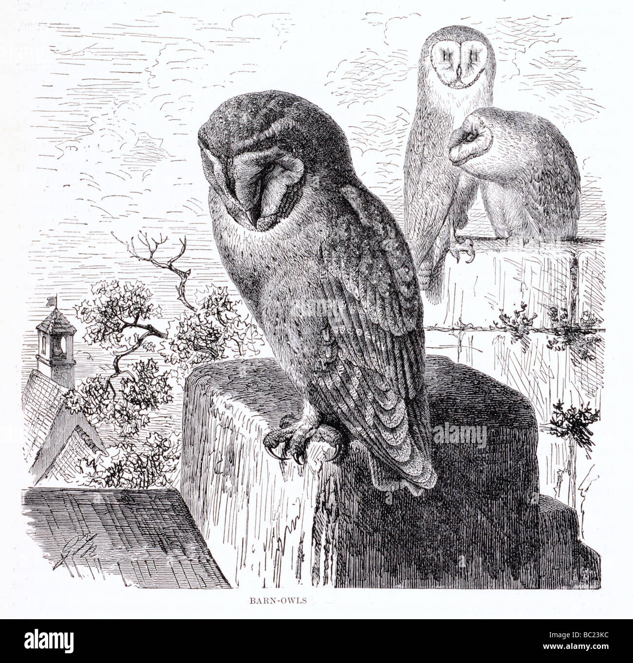 Tyto alba skeleton -Fotos und -Bildmaterial in hoher Auflösung – Alamy