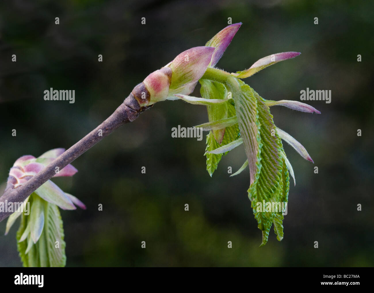 Haselbaum blatt -Fotos und -Bildmaterial in hoher Auflösung – Alamy