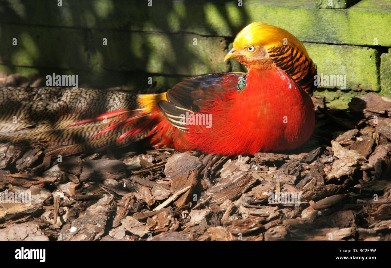 Chinesischer Fasan Chrysolophus Pictus Stockfotos und -bilder Kaufen ...