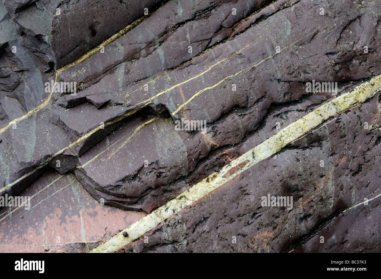 Cambrian rote Tonstein in Caerfai Bay, Pembrokeshire, Wales ...