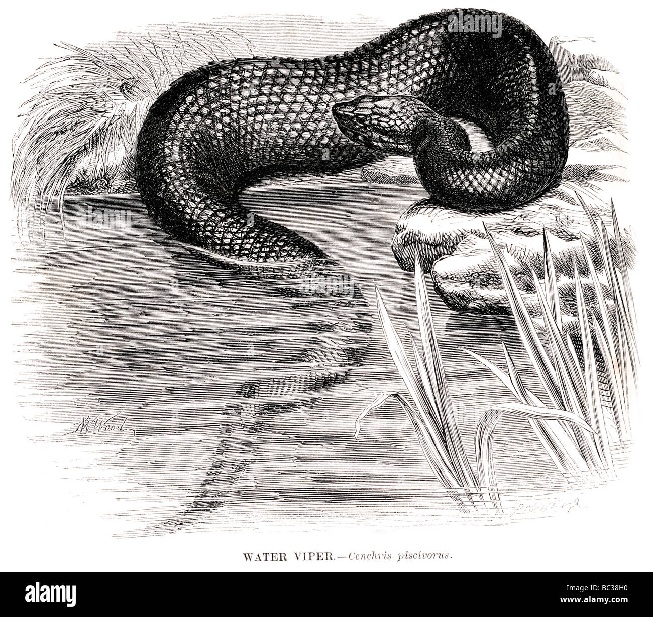 Seltene viper -Fotos und -Bildmaterial in hoher Auflösung – Alamy