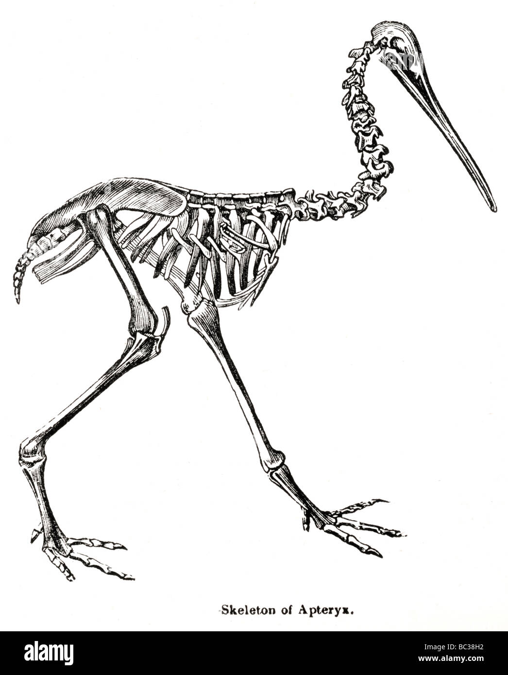 Skelett kiwi -Fotos und -Bildmaterial in hoher Auflösung – Alamy