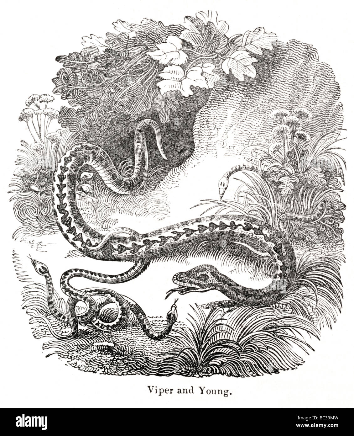 Young viper Stockfotos und -bilder Kaufen - Alamy