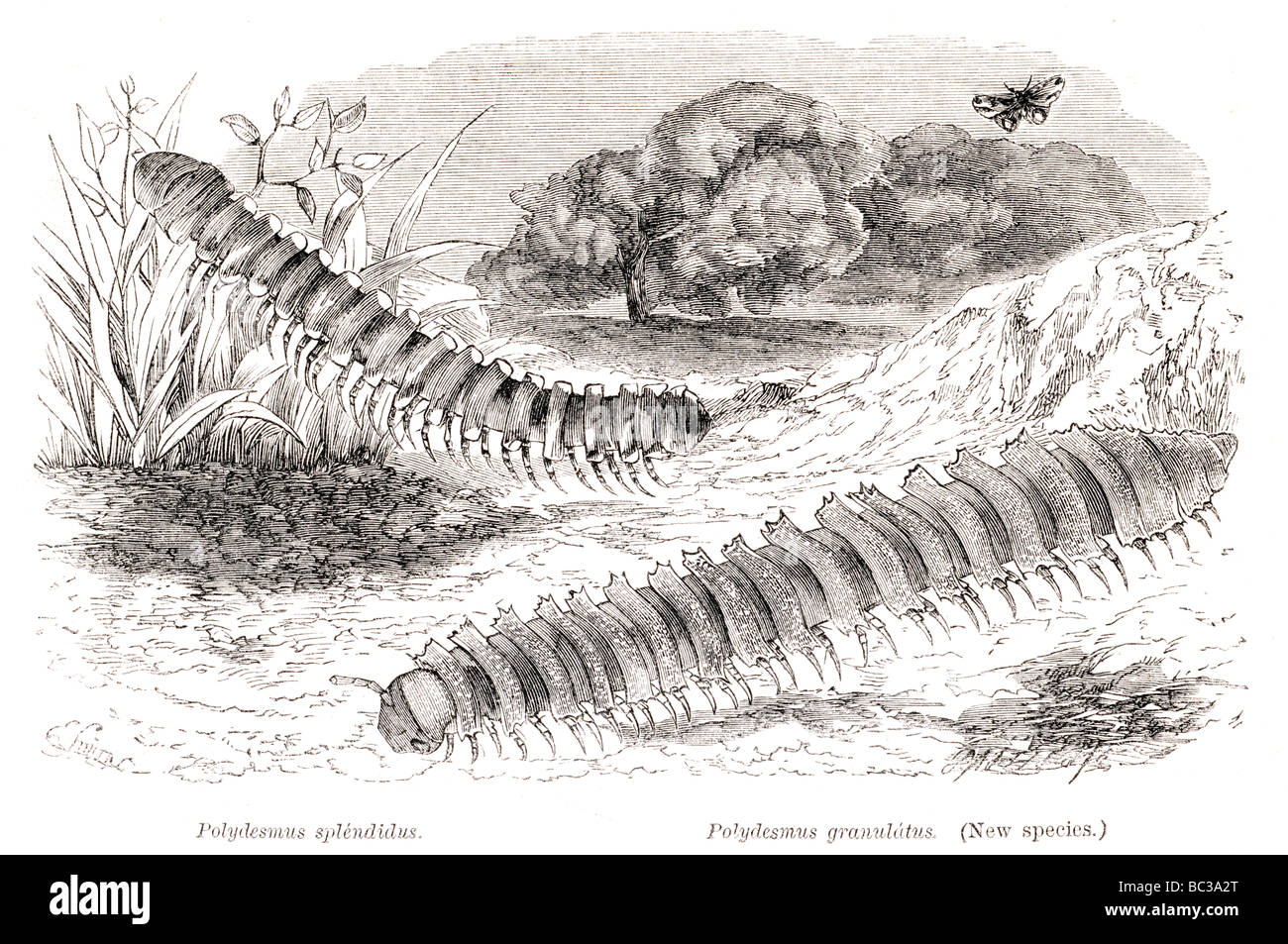 Polydesmus complanatus Stockfotos und -bilder Kaufen - Alamy