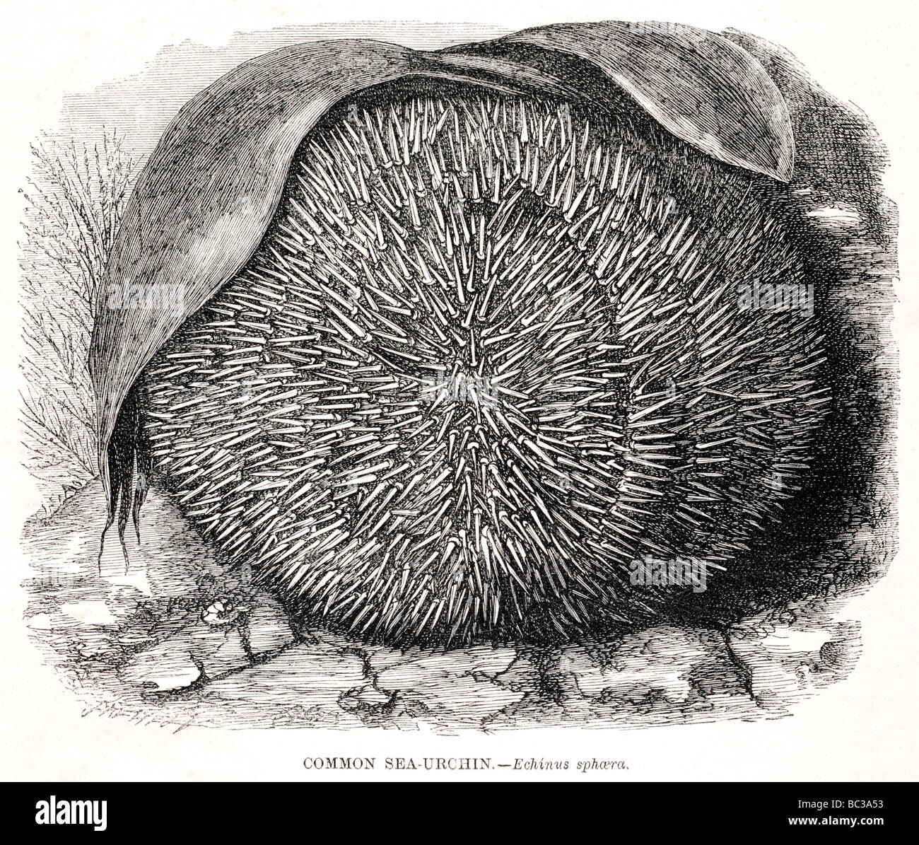 Gemeinsame seeigelschale -Fotos und -Bildmaterial in hoher Auflösung ...