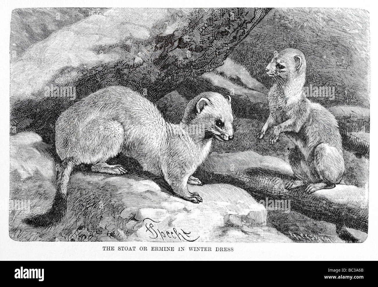 Hermelin kleid -Fotos und -Bildmaterial in hoher Auflösung – Alamy