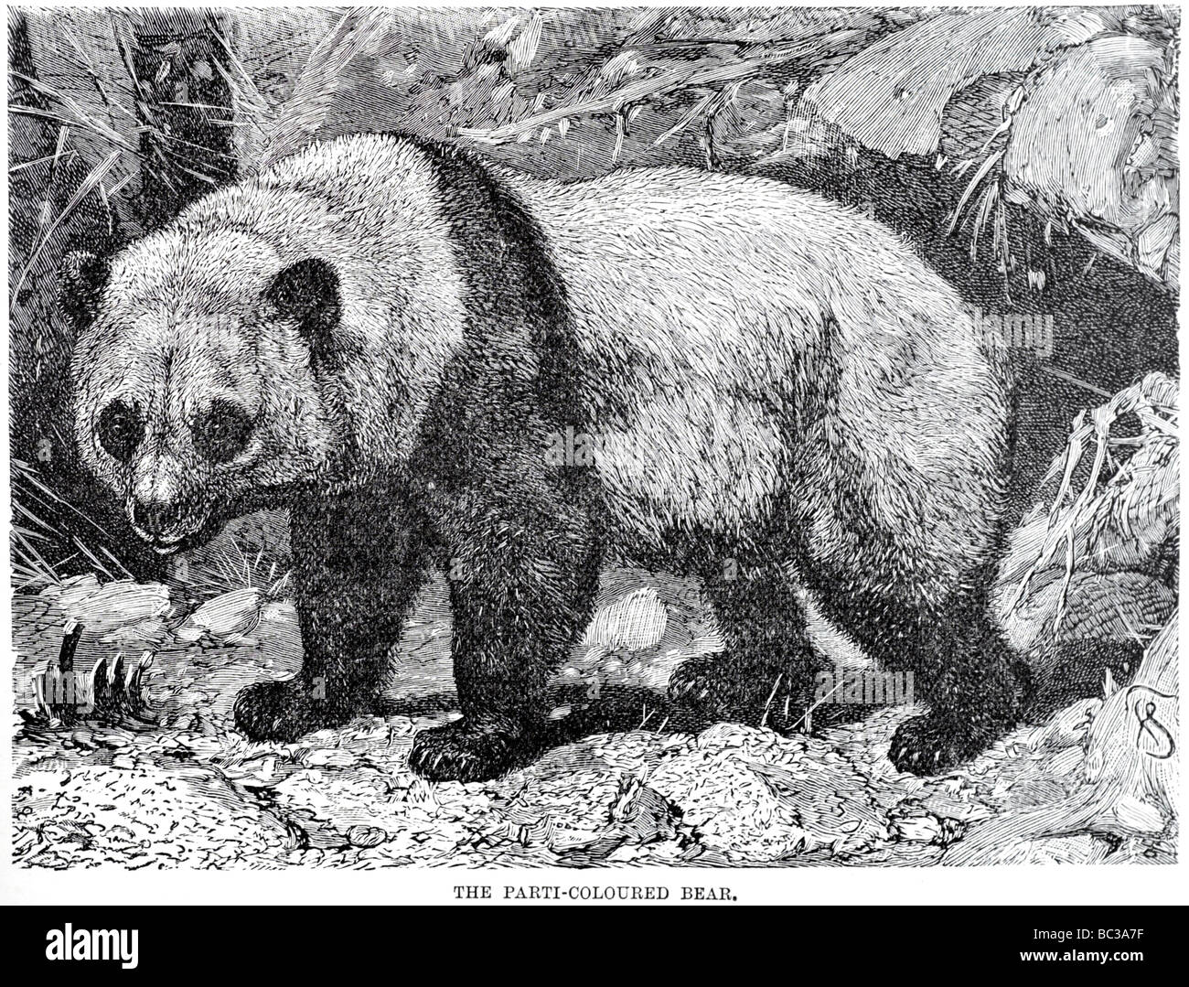 Arten parti -Fotos und -Bildmaterial in hoher Auflösung – Alamy