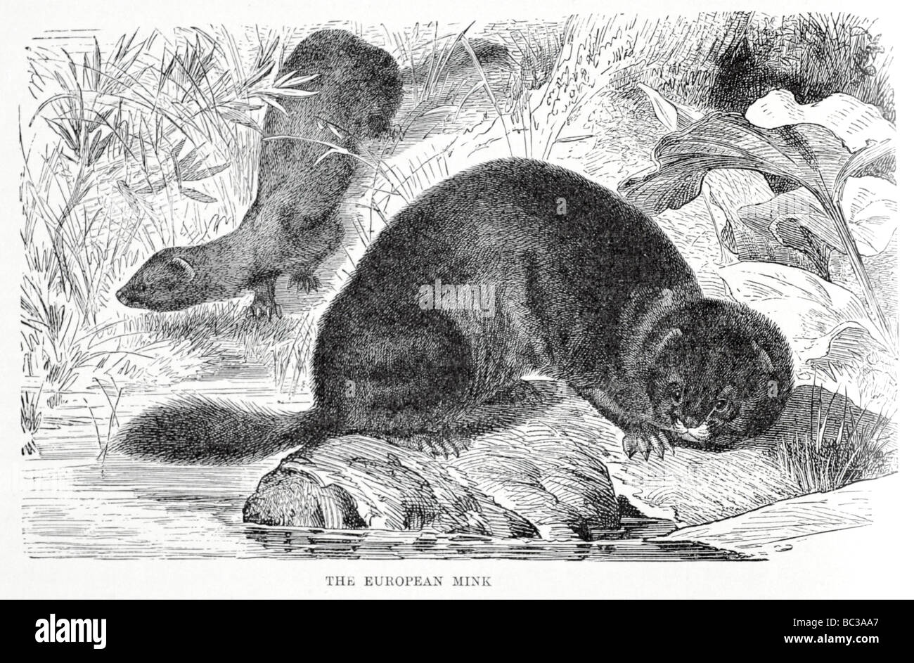 der Europäische Nerz Stockfotografie - Alamy