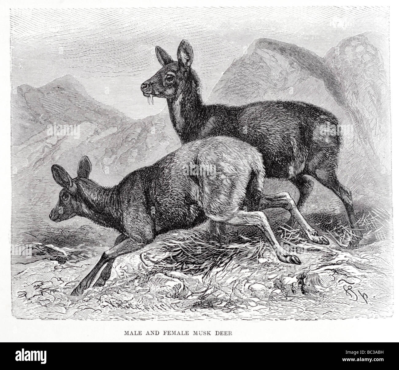 Moschus chrysogaster -Fotos und -Bildmaterial in hoher Auflösung – Alamy