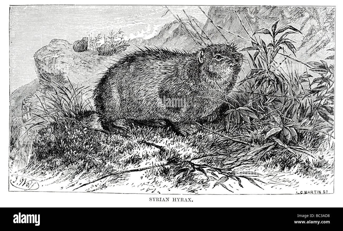 Wibari -Fotos und -Bildmaterial in hoher Auflösung – Alamy