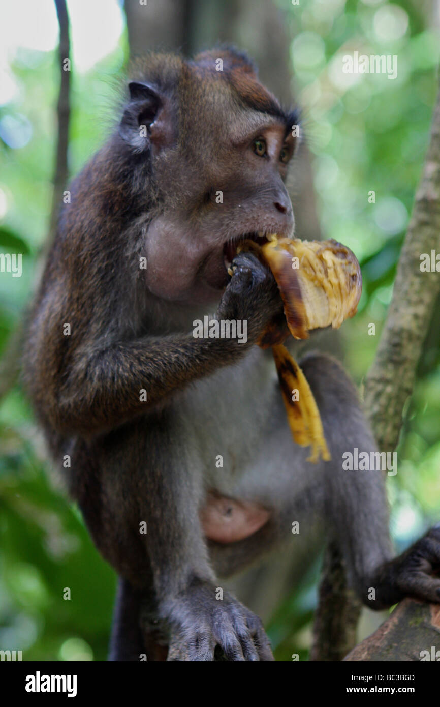 Affe, der banane isst -Fotos und -Bildmaterial in hoher Auflösung – Alamy