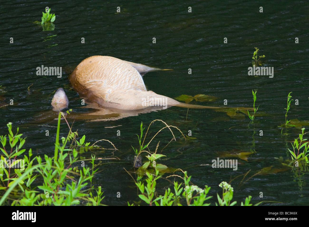 Dead doe -Fotos und -Bildmaterial in hoher Auflösung – Alamy
