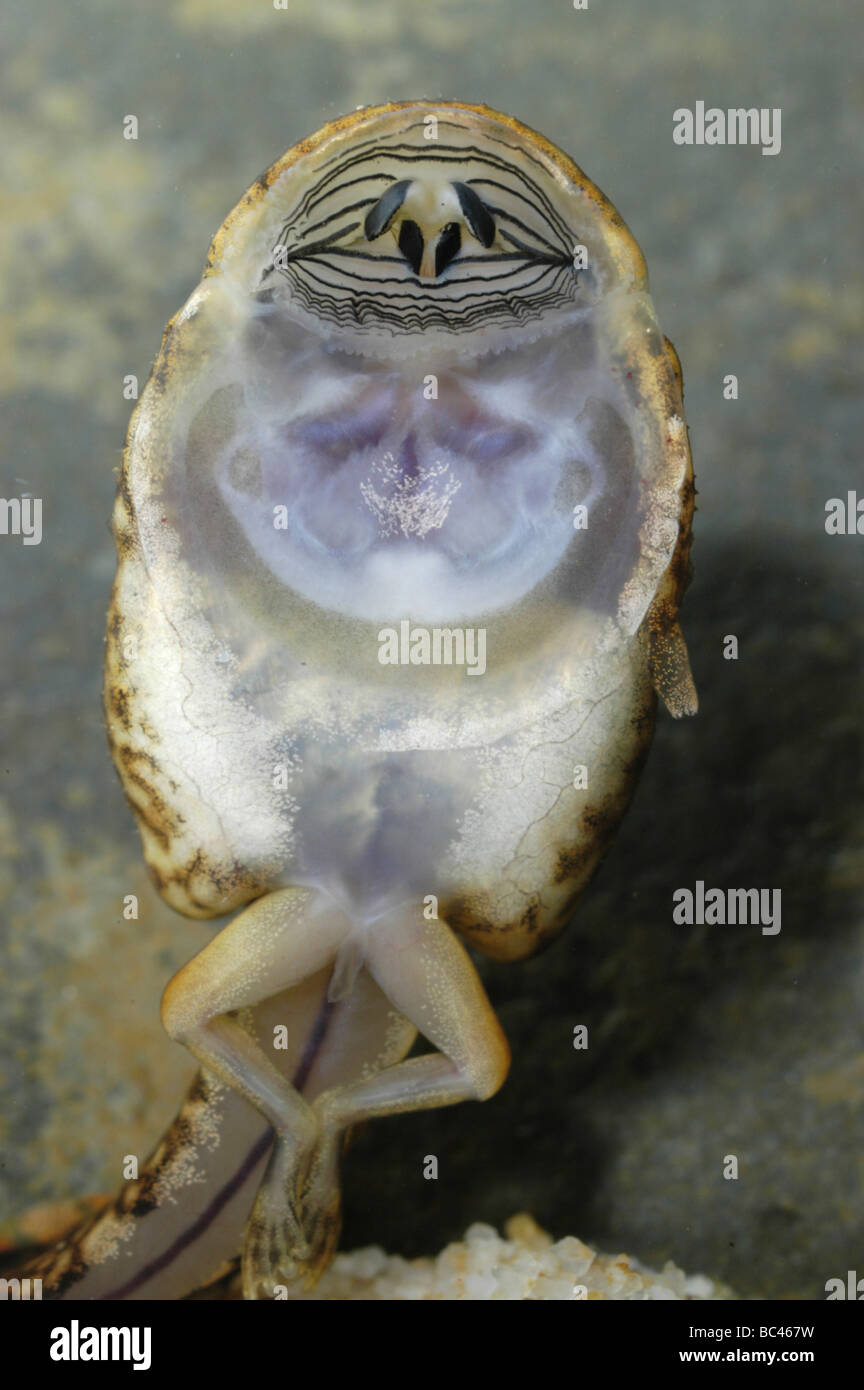 Kaulquappe frosch entwicklung -Fotos und -Bildmaterial in hoher ...