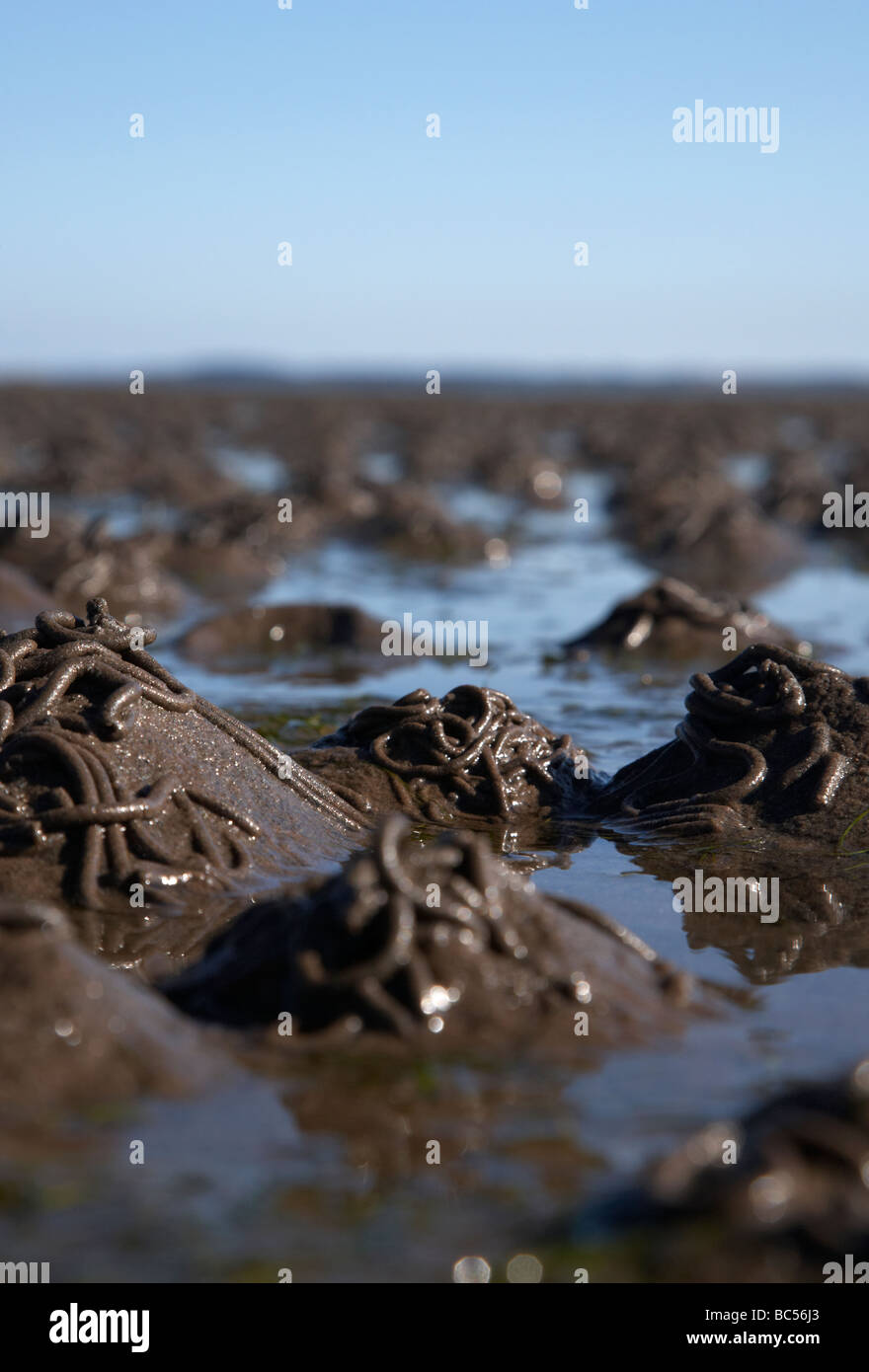 Wattwurm strand -Fotos und -Bildmaterial in hoher Auflösung – Alamy