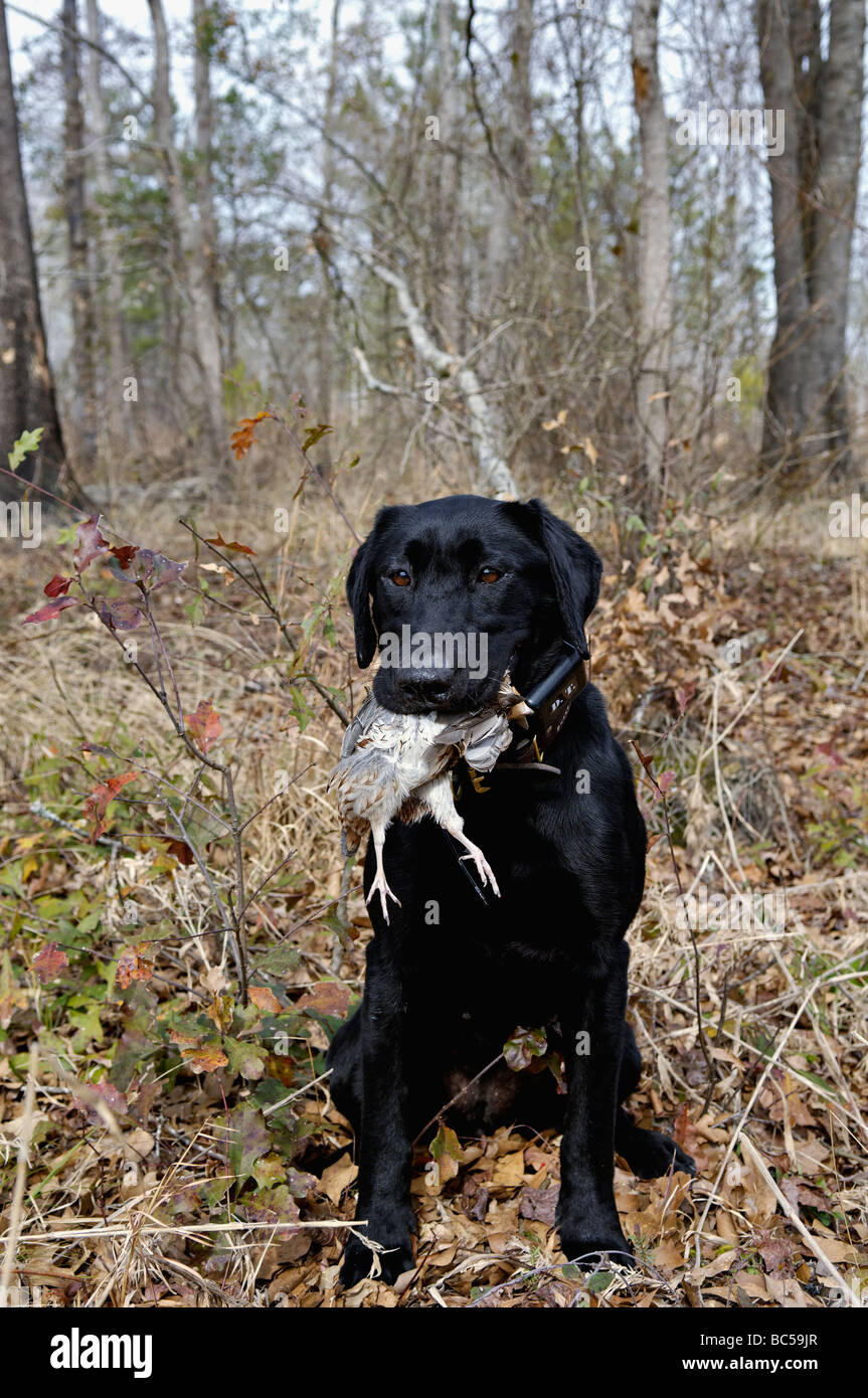 Schwarzer Labrador Retriever Stockfotos und -bilder Kaufen - Alamy