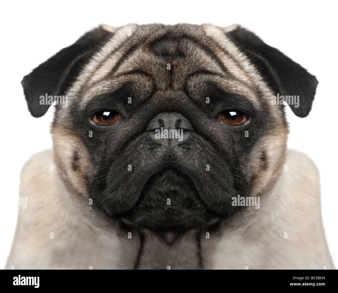 Ein ernster mops -Fotos und -Bildmaterial in hoher Auflösung – Alamy