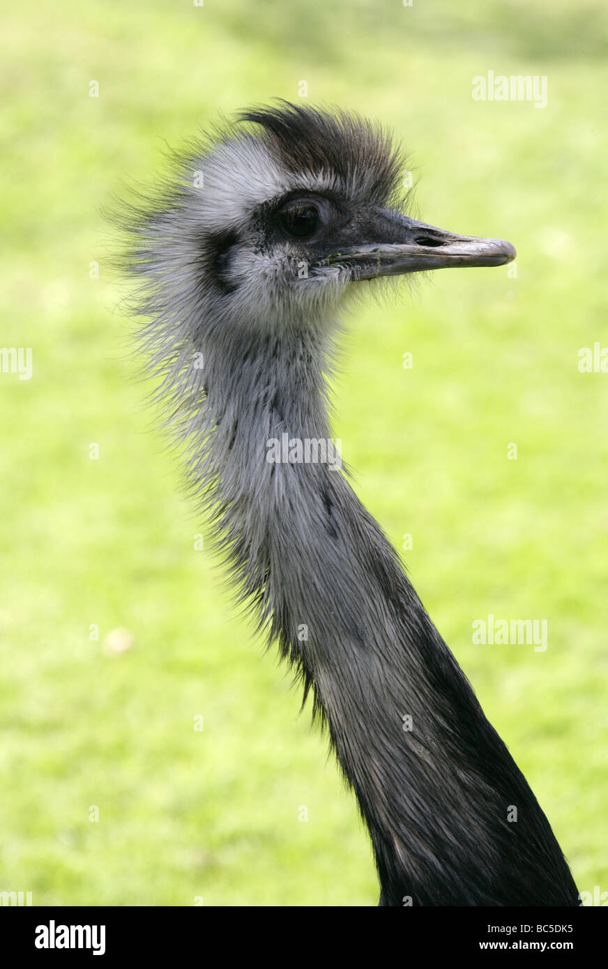 Größere Rhea, Rhea Americana, Rheidae, Rheiformes, Paleognathae ...