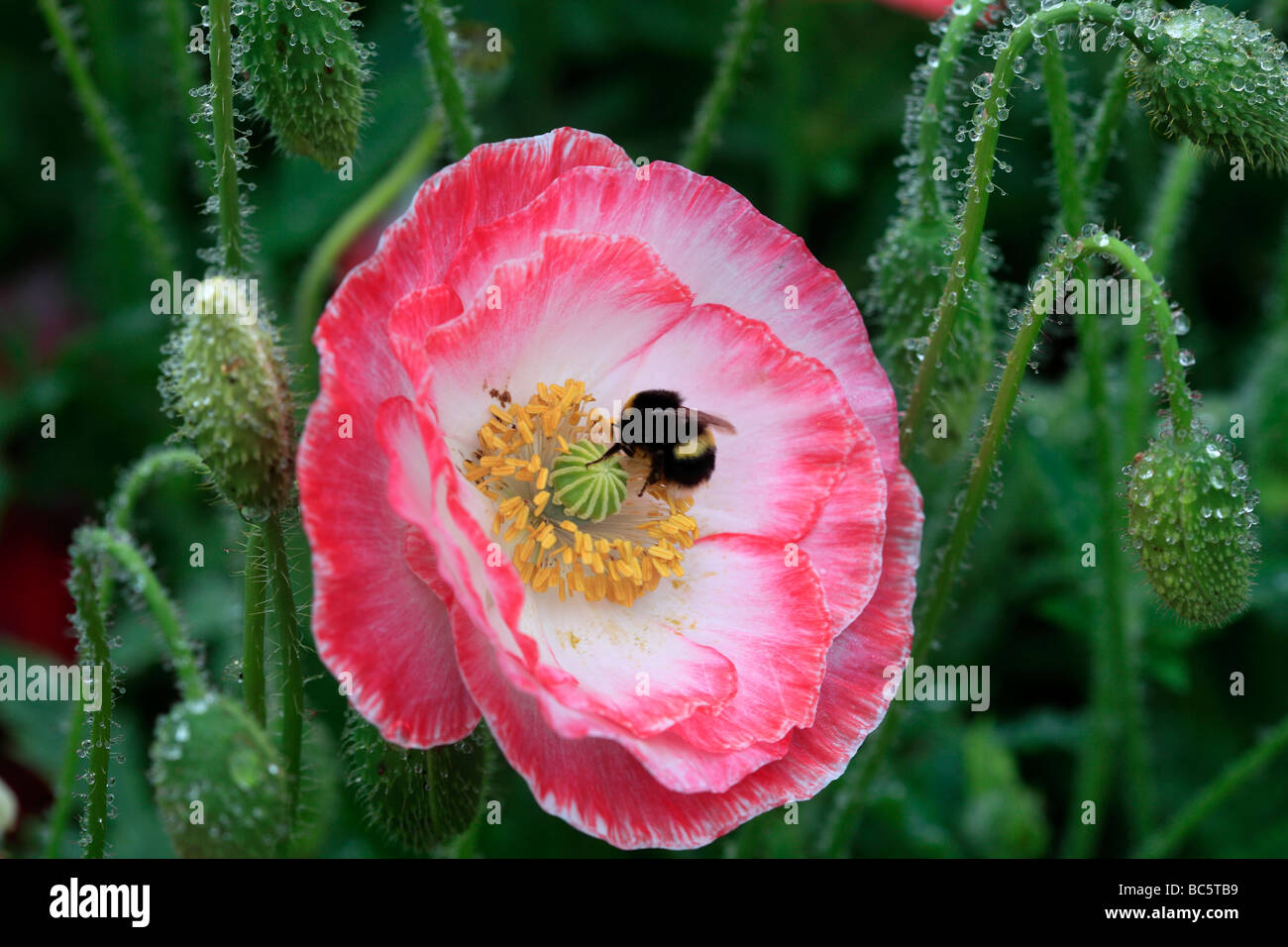 Mohnblumen an der gartengrenze -Fotos und -Bildmaterial in hoher ...