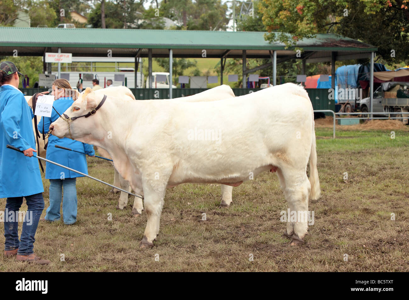 Charolais rinder auf der landwirtschaftsausstellung -Fotos und ...