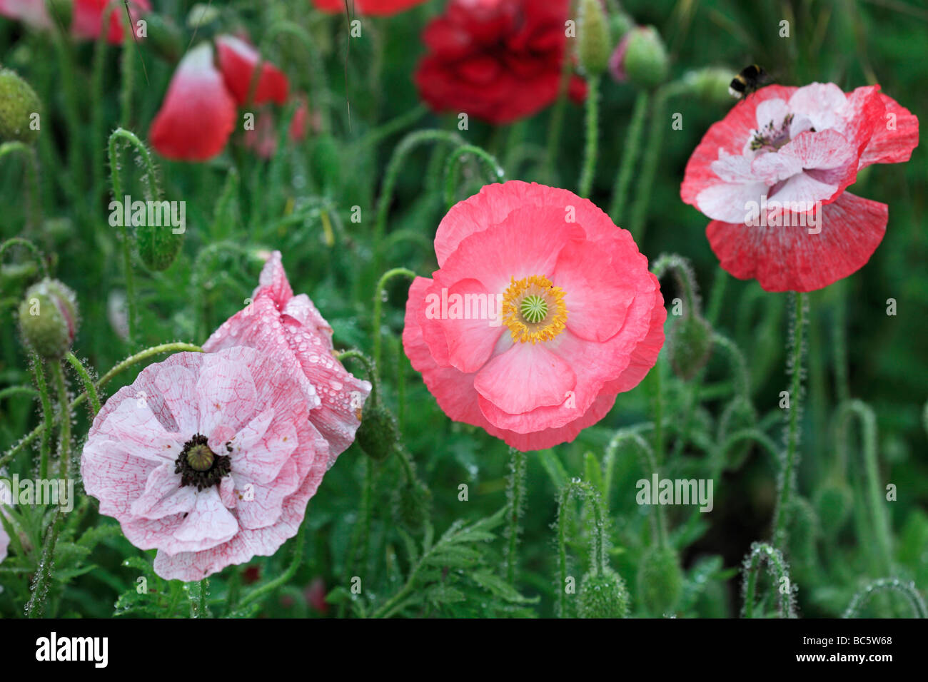 Mohnblumen an der gartengrenze -Fotos und -Bildmaterial in hoher ...