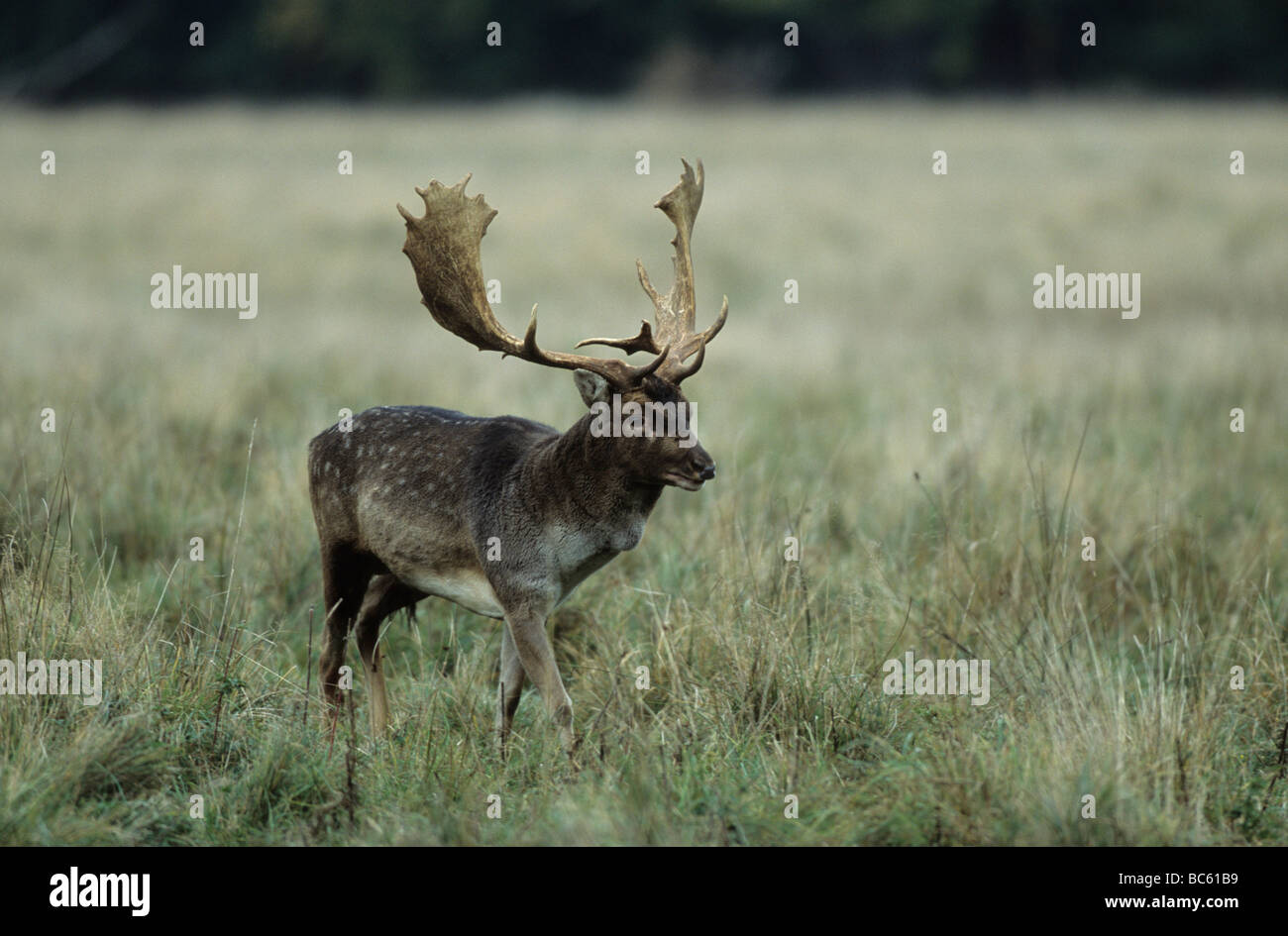 Damhirschgeweih tierfoto -Fotos und -Bildmaterial in hoher Auflösung ...