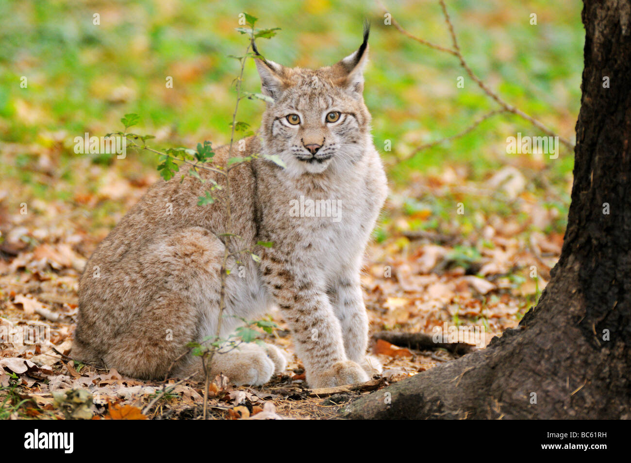 Red lynxes -Fotos und -Bildmaterial in hoher Auflösung – Alamy