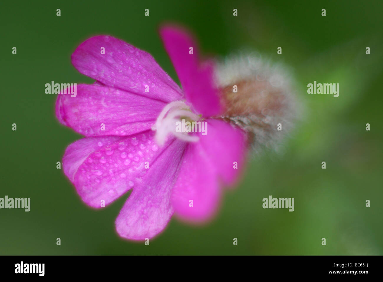 Hisley holz -Fotos und -Bildmaterial in hoher Auflösung – Alamy