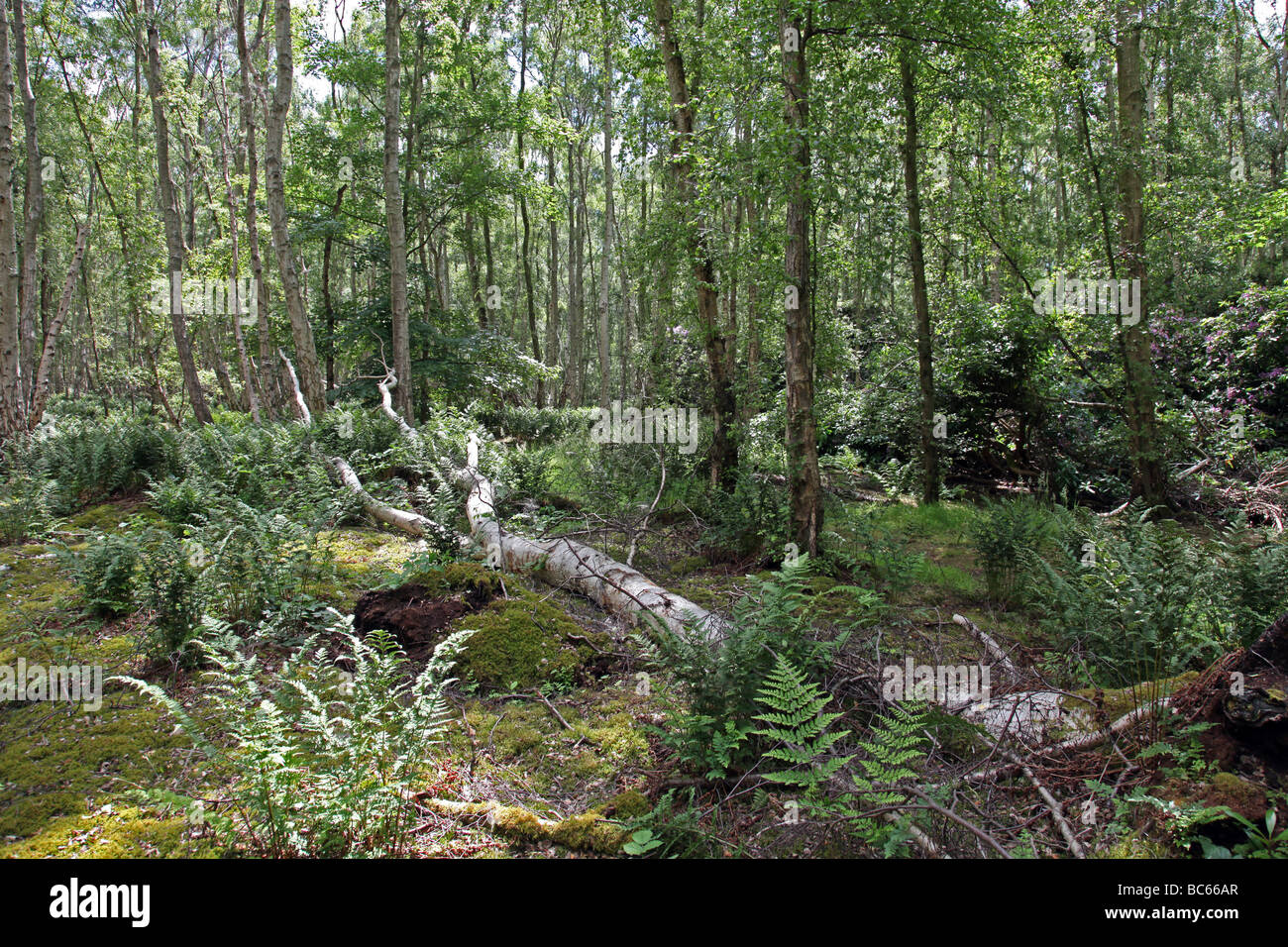 Silber birkenbaum zweig holz grüne rinde zweig wald jahreszeiten -Fotos ...