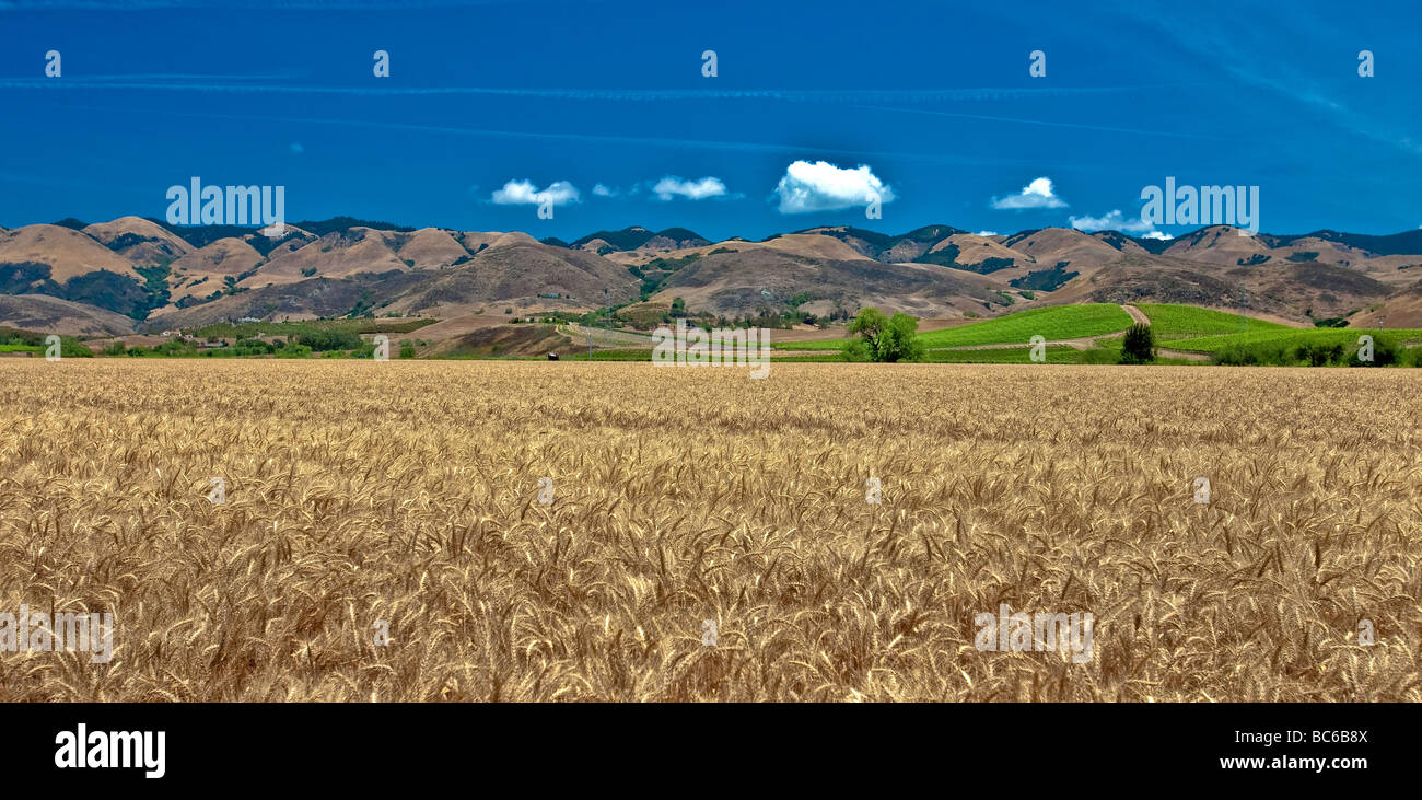 Weizen ernte usa -Fotos und -Bildmaterial in hoher Auflösung – Alamy