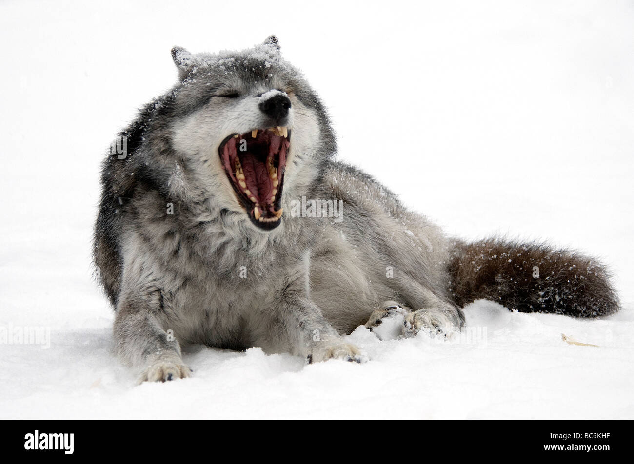 Grizzly und wolf entdeckungszentrum -Fotos und -Bildmaterial in hoher ...
