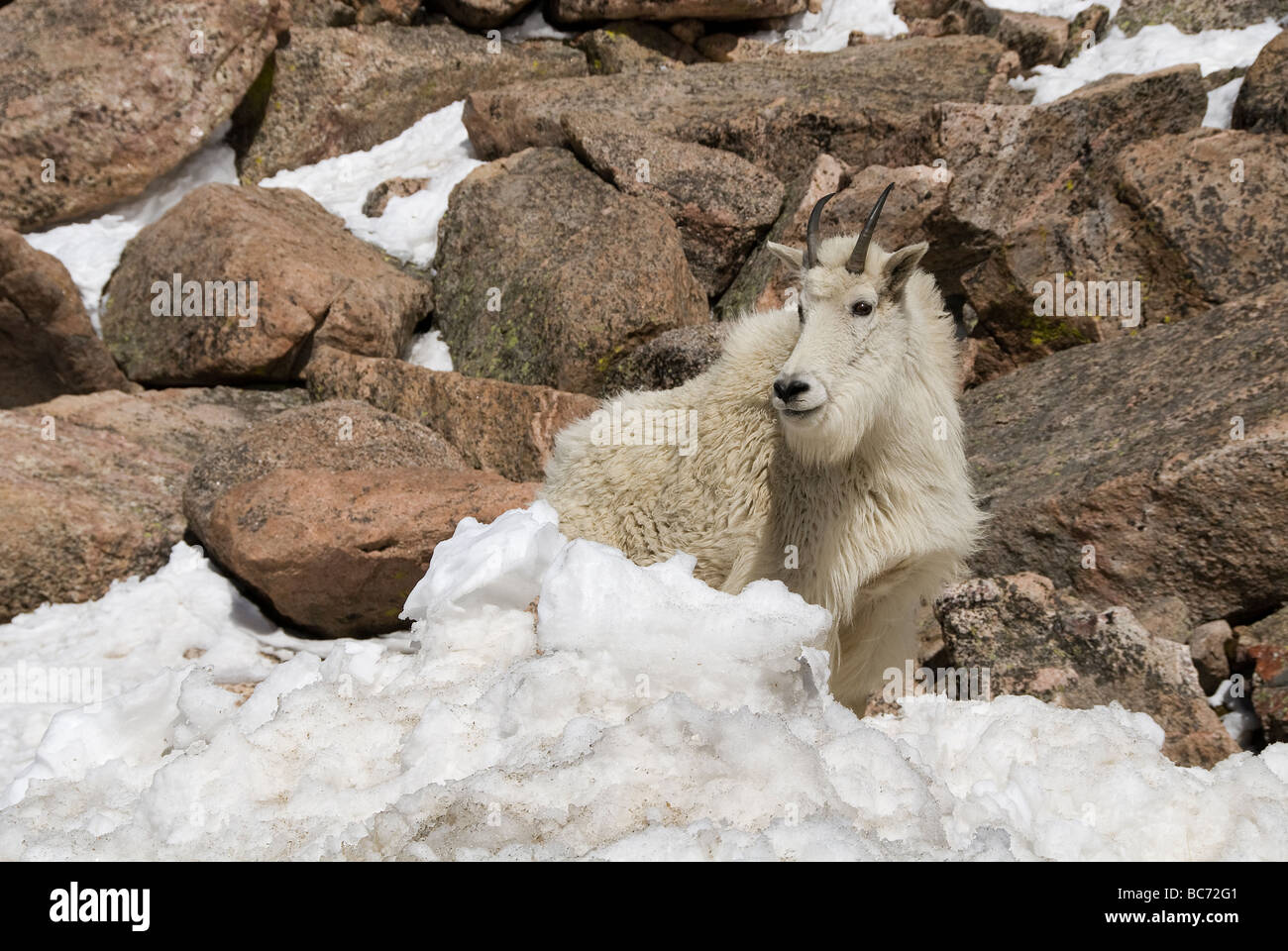 Bergziege sitzt -Fotos und -Bildmaterial in hoher Auflösung – Alamy