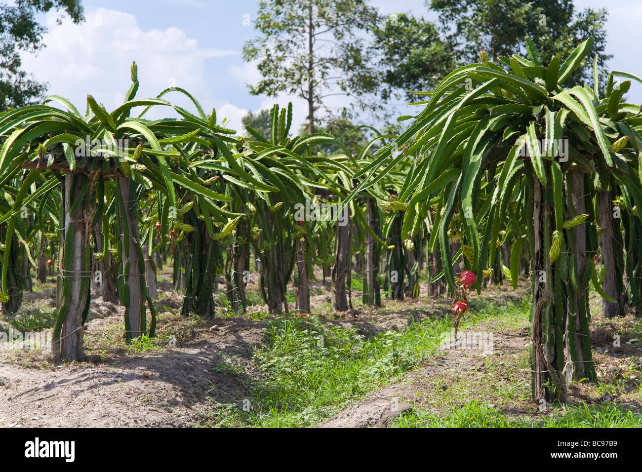 Dragon fruit plantation -Fotos und -Bildmaterial in hoher Auflösung – Alamy