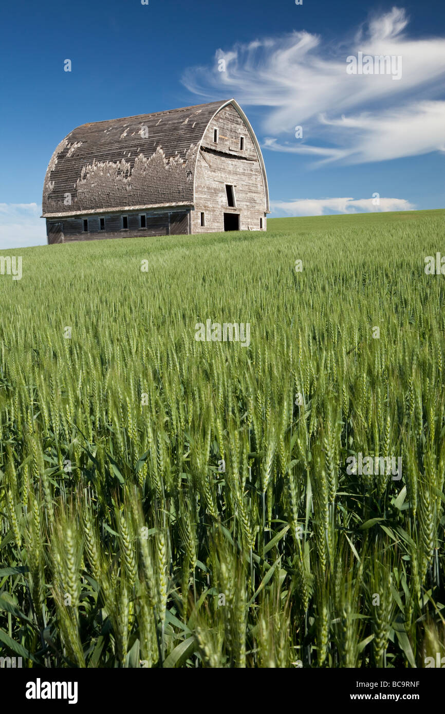 Scheune im weizenfeld -Fotos und -Bildmaterial in hoher Auflösung – Alamy
