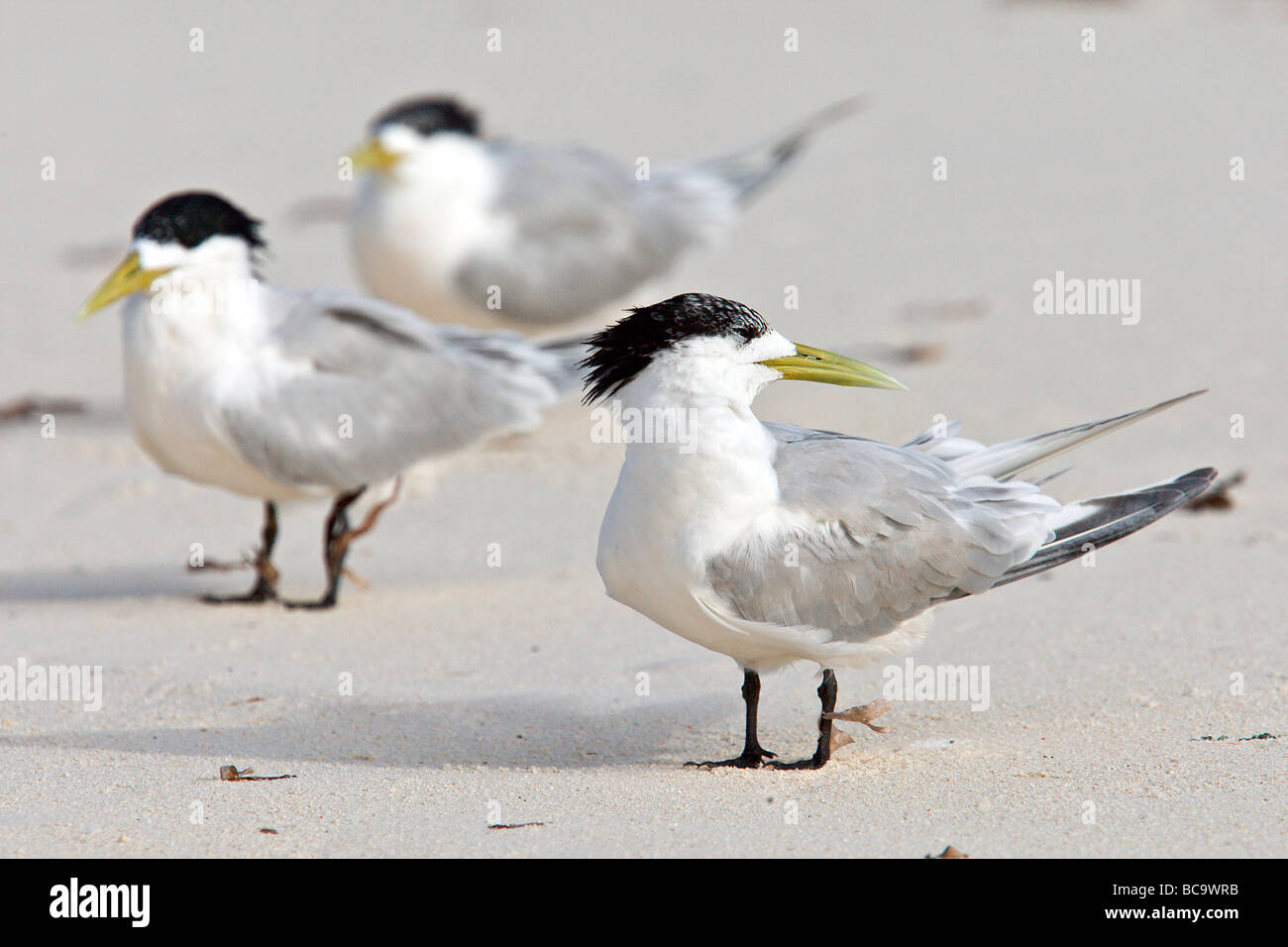 Größere Crested Seeschwalben am Strand, Bird Island, Seychellen ...