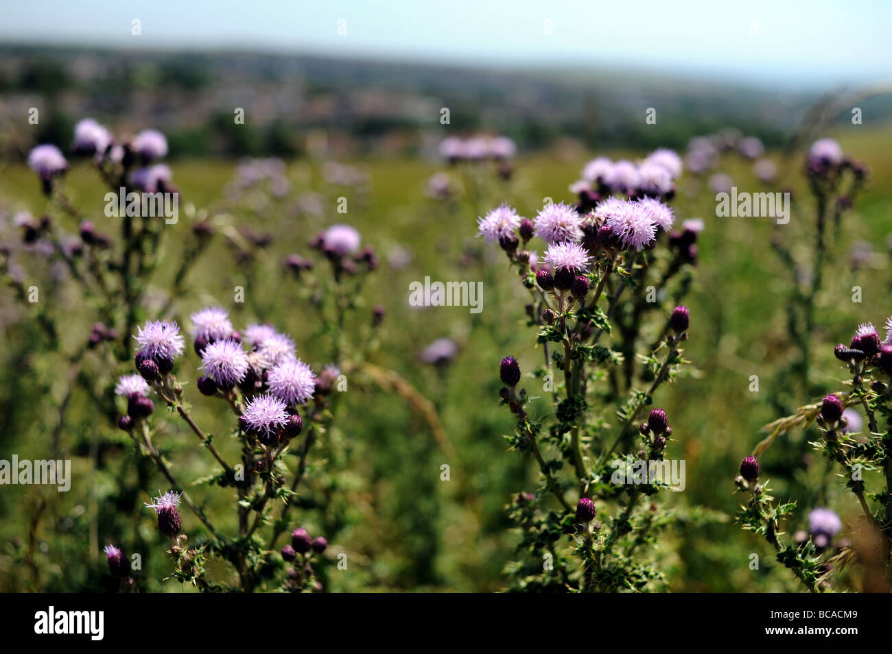 Englische disteln -Fotos und -Bildmaterial in hoher Auflösung – Alamy