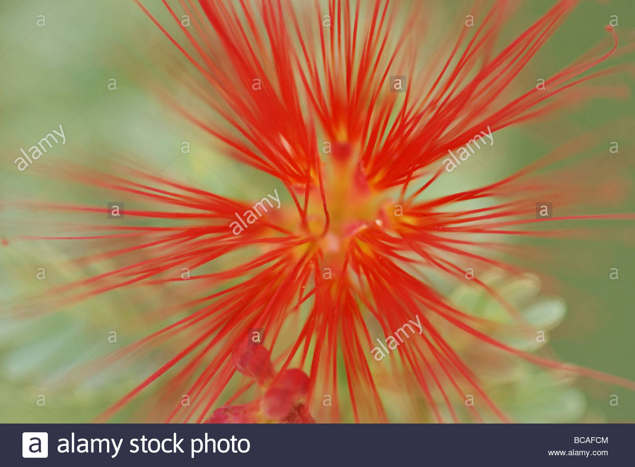 Santa catalina island mexico -Fotos und -Bildmaterial in hoher Auflösung – Alamy