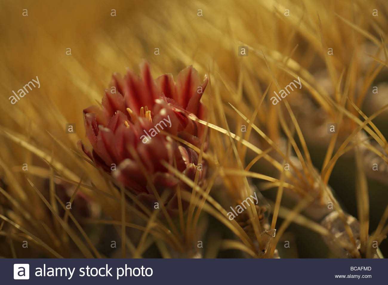 Santa catalina island mexico -Fotos und -Bildmaterial in hoher Auflösung – Alamy
