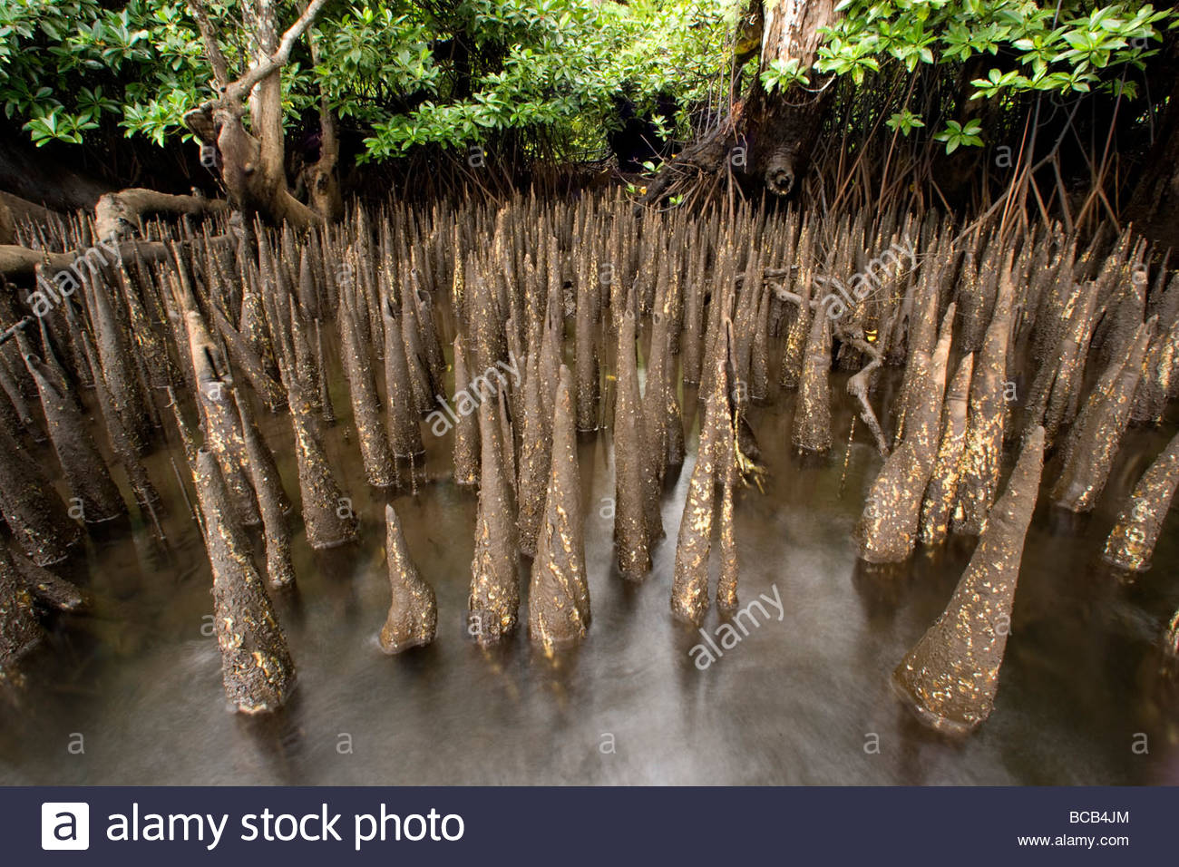 Atmende Wurzeln Stockfotos & Atmende Wurzeln Bilder - Alamy
