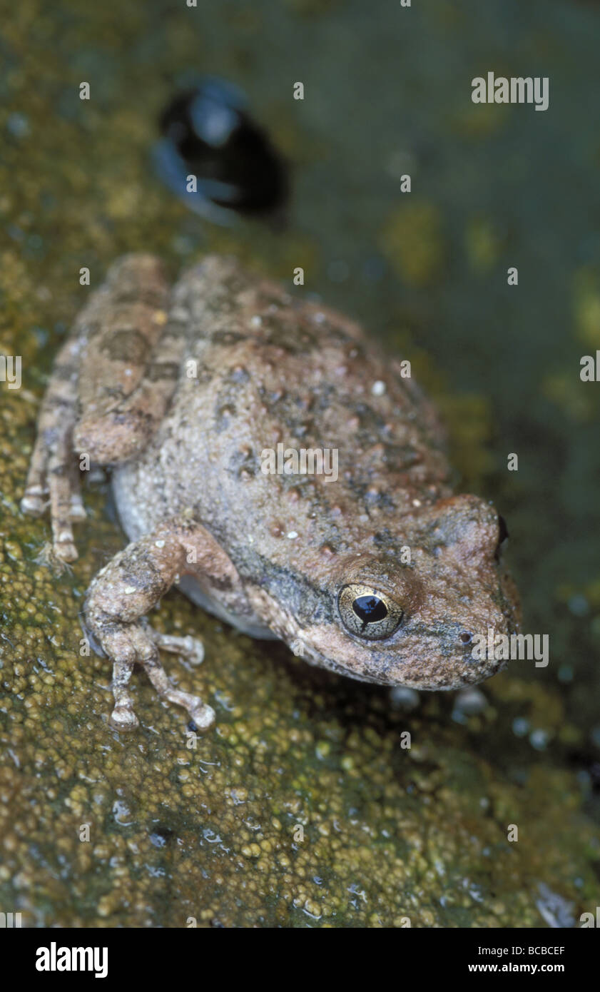Hyla cadaverina -Fotos und -Bildmaterial in hoher Auflösung – Alamy
