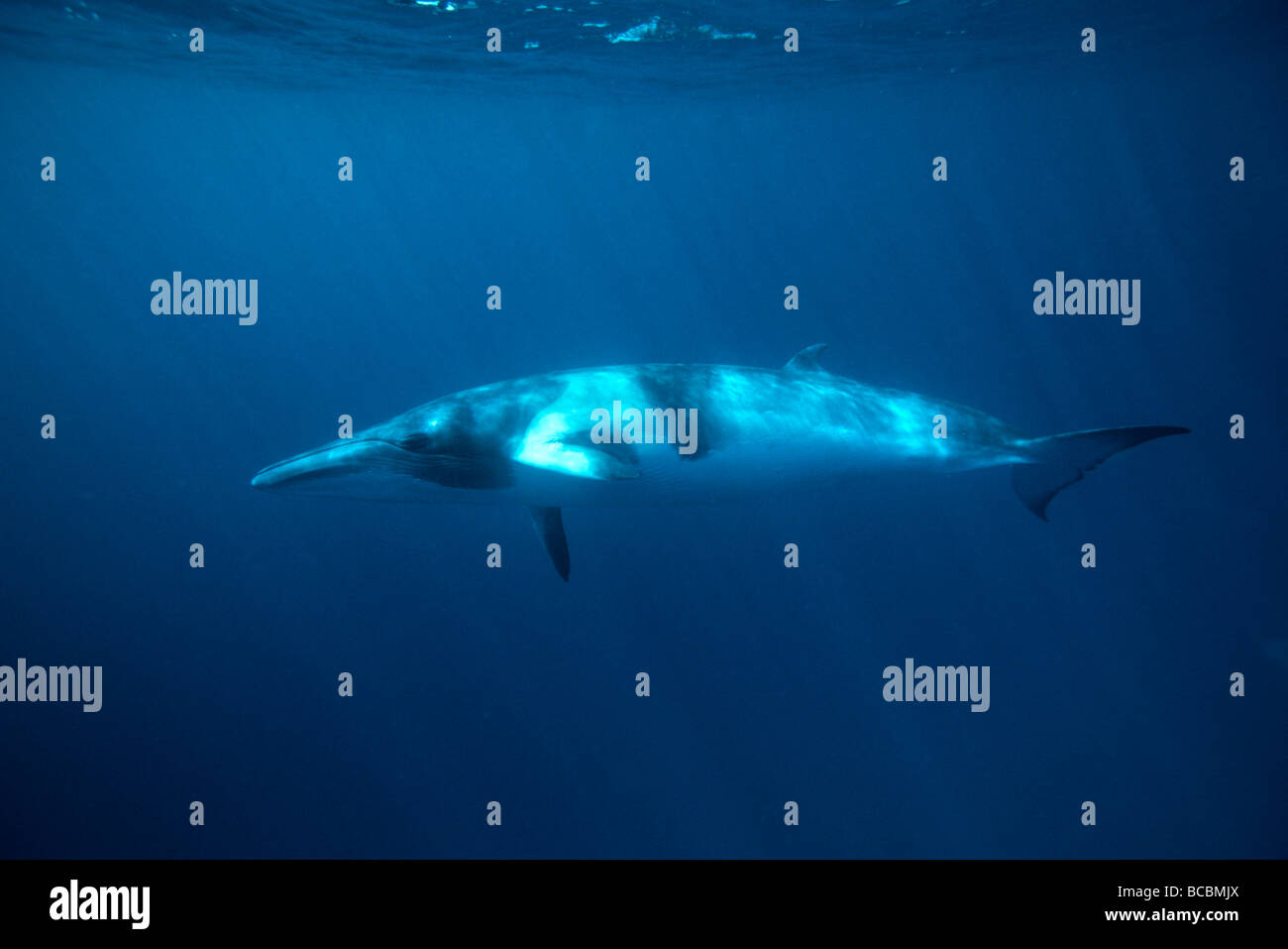 Zwerg zwergwal -Fotos und -Bildmaterial in hoher Auflösung – Alamy