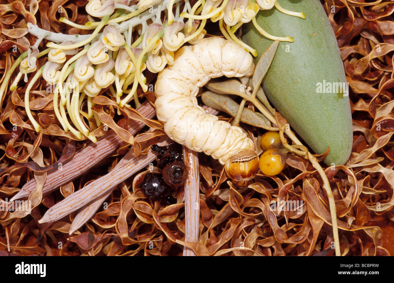 Aboriginal bush food -Fotos und -Bildmaterial in hoher Auflösung – Alamy