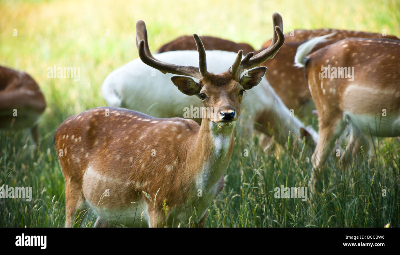 Damwild albino -Fotos und -Bildmaterial in hoher Auflösung – Alamy
