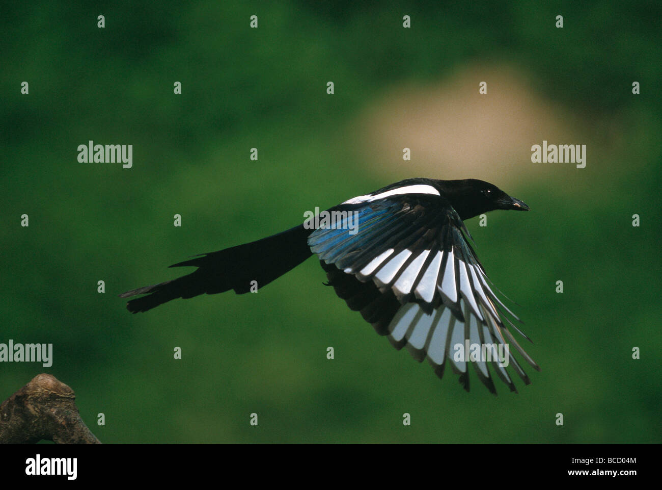 Elster in aktion -Fotos und -Bildmaterial in hoher Auflösung – Alamy