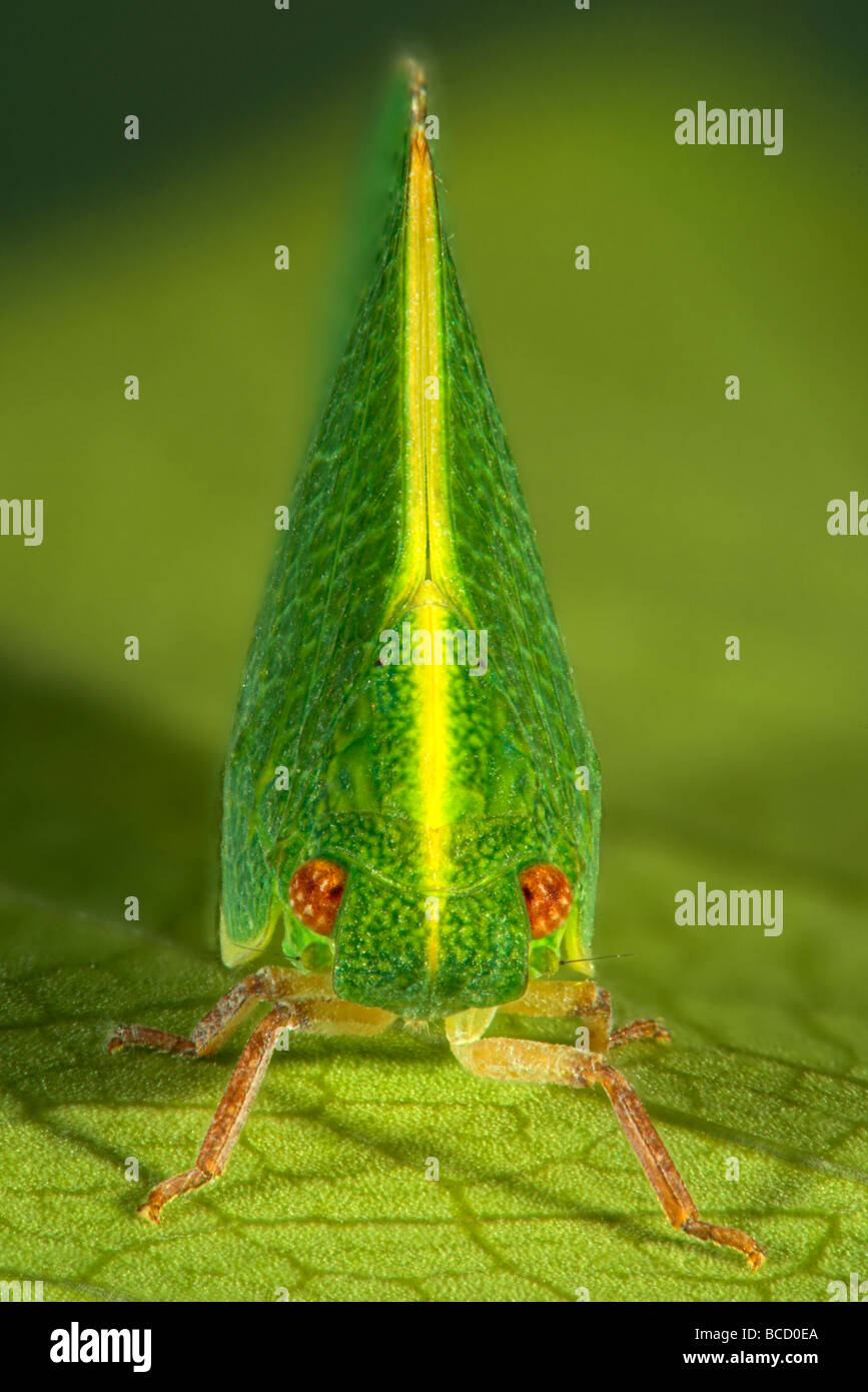 ACANALONID PLANTHOPPER (Acanalonia Servillei) Familie Acanaloniidae ...