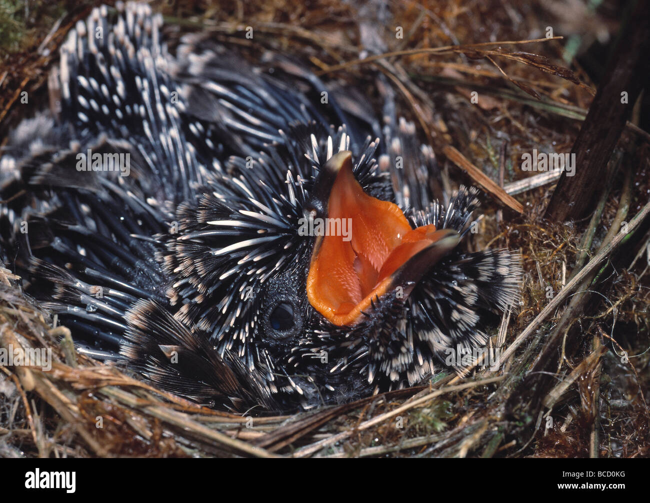 Kuckuck junge im Nest der Schilfrohrsänger (Cuculus Canorus ...
