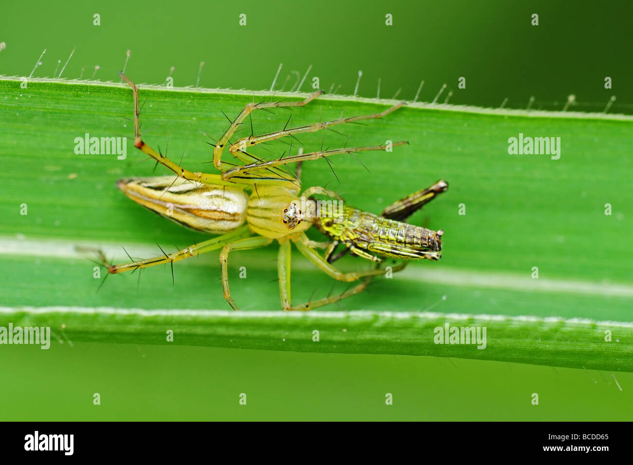 Luchs Spinne Essen eine Heuschrecke Stockfotografie - Alamy