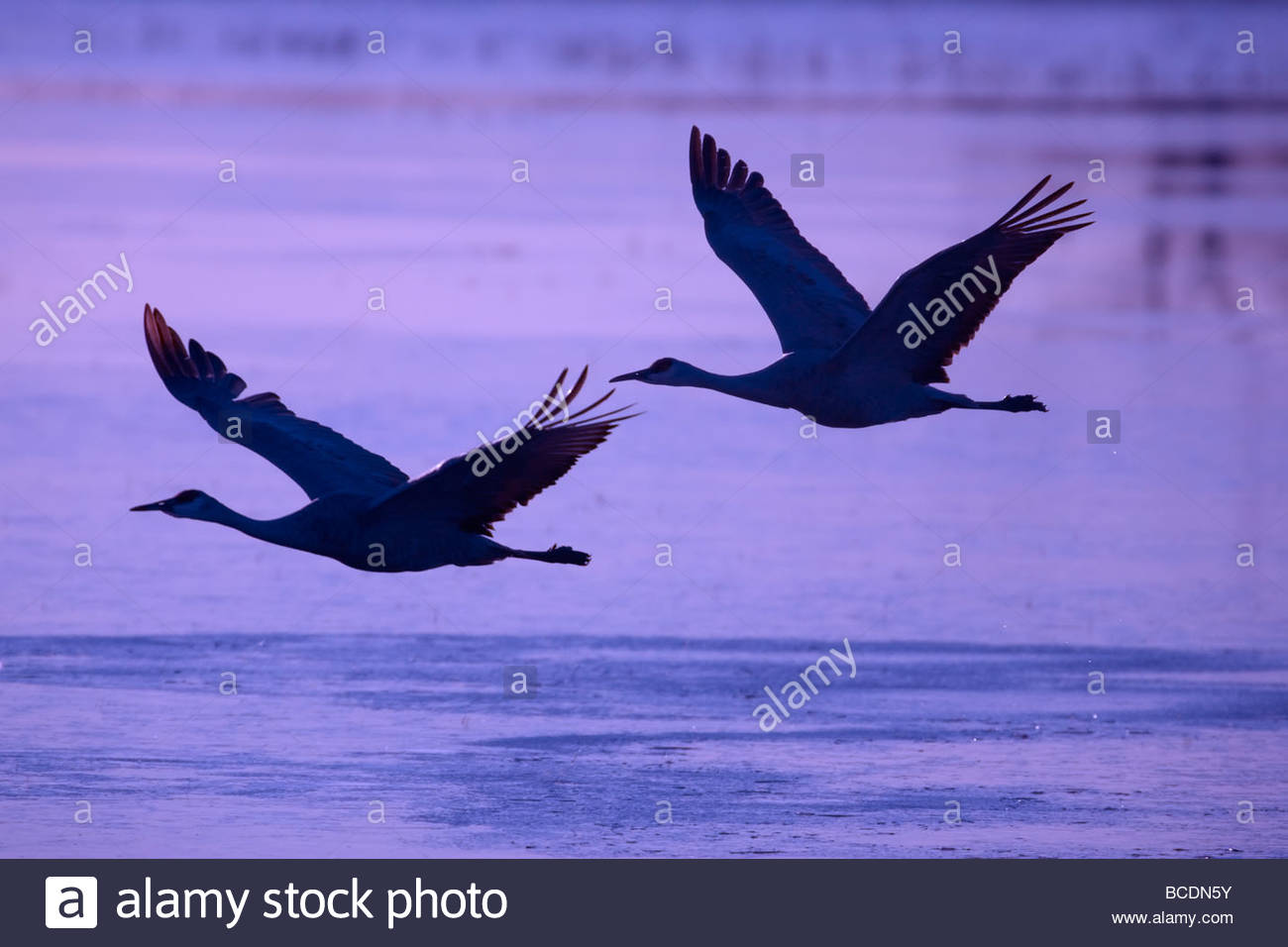 Fliege auf wasser -Fotos und -Bildmaterial in hoher Auflösung – Alamy