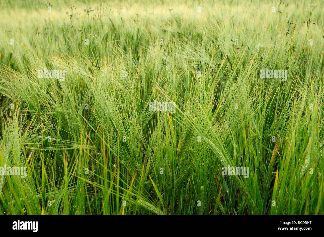 Gerste säen -Fotos und -Bildmaterial in hoher Auflösung – Alamy